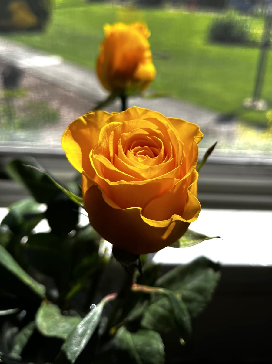 Creative Bud – Life Is Full of Sweet Spots